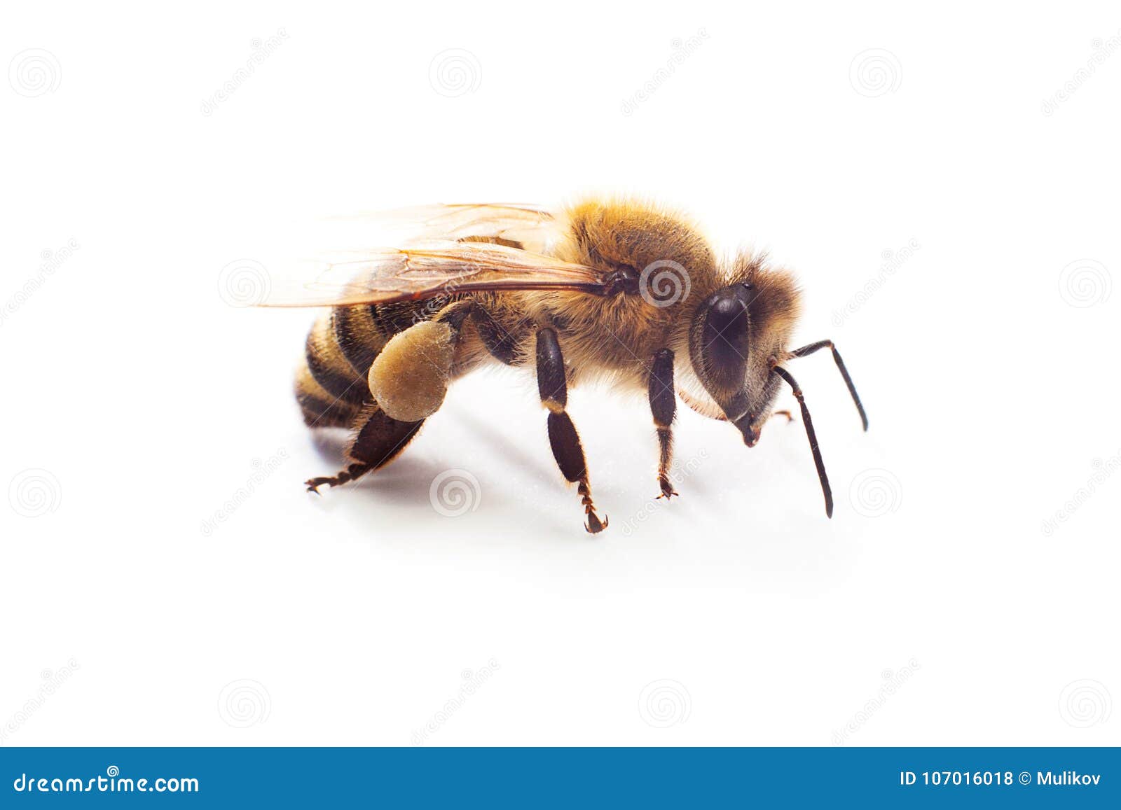 Insect Honey Bee with Pollen on Its Paws Isolated on White Stock Photo ...