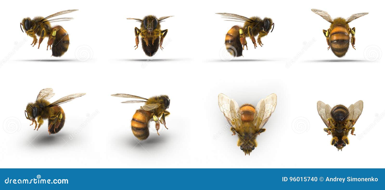 Insect Honey Bee. Renders Set from Different Angles on a White. 3D ...