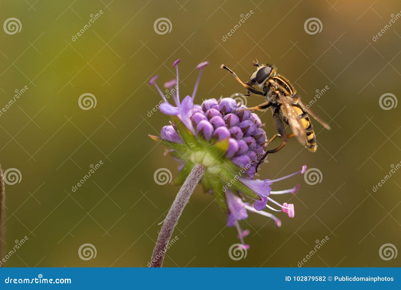 Insect, Honey Bee, Wasp, Nectar Picture. Image: 102879582