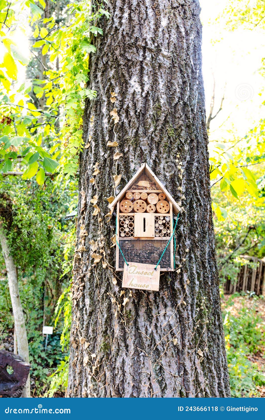 Insect House Hanging from a Poplar Tree Stock Photo - Image of winter ...
