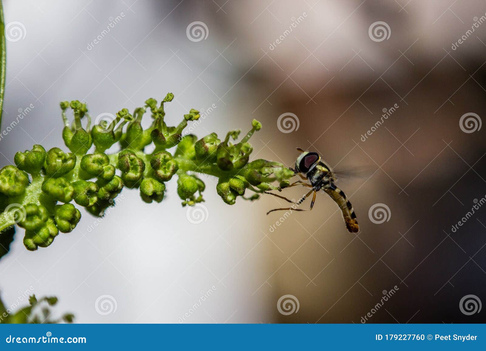 Insect Hovering on Green Plant Stock Photo - Image of leaf, branch ...