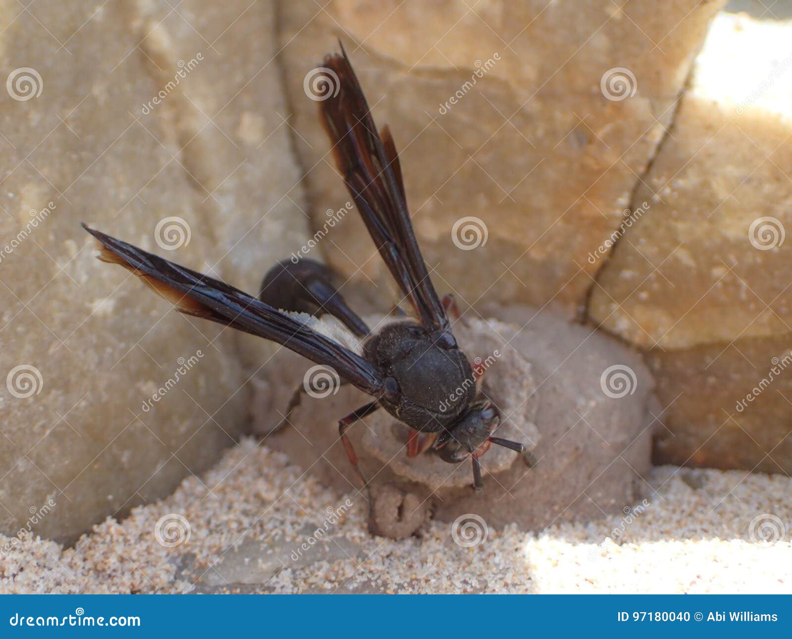 Insect Huge Fly Beach Macro Close Up Stock Photo - Image of close ...