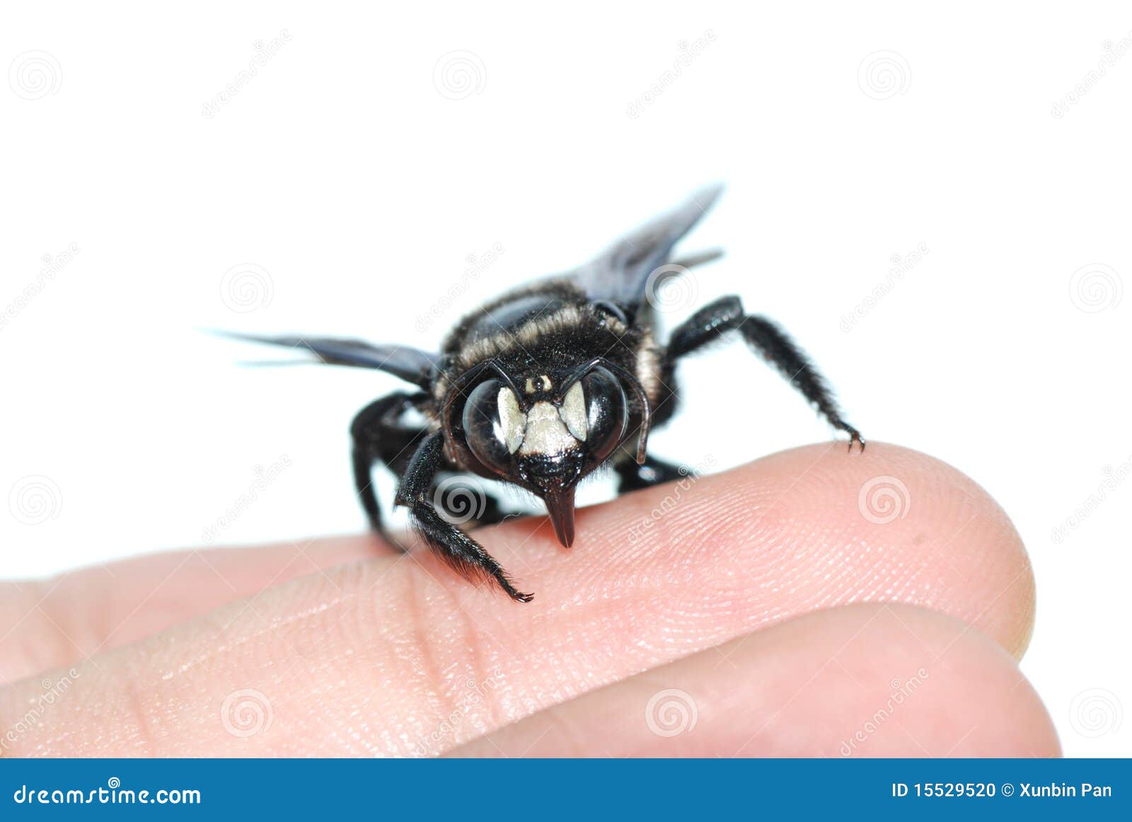 Insect humble bee on hand stock photo. Image of insect - 15529520
