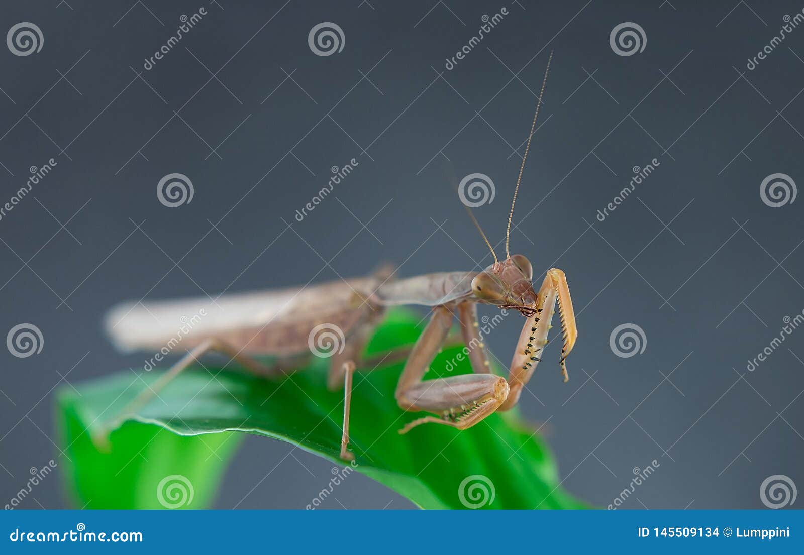 Insect Hunter Attacks. Mantis is a Terrible Monster of Wildlife Stock ...