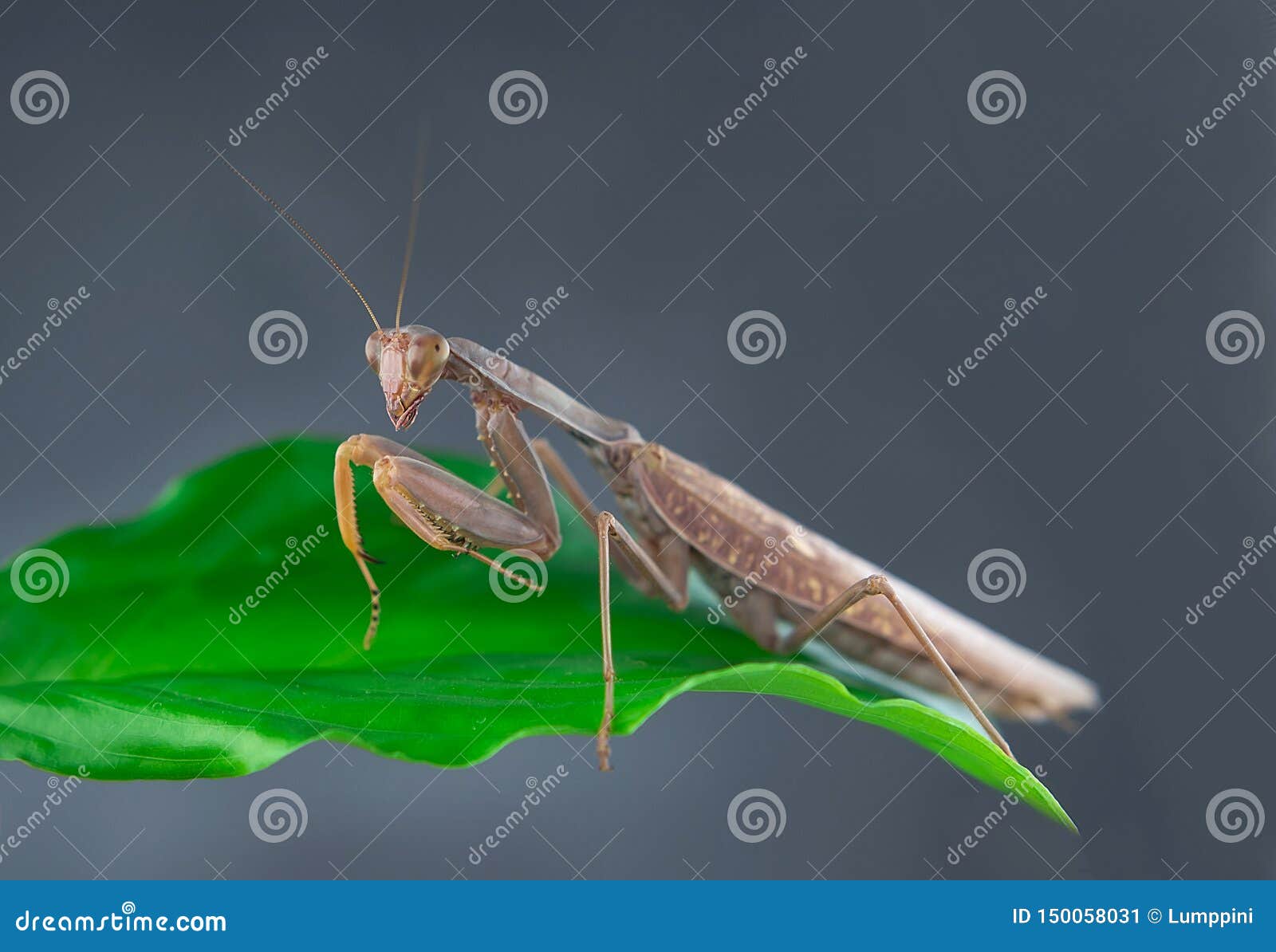 Insect Hunter Attacks. Mantis is a Terrible Monster of Wildlife Stock ...