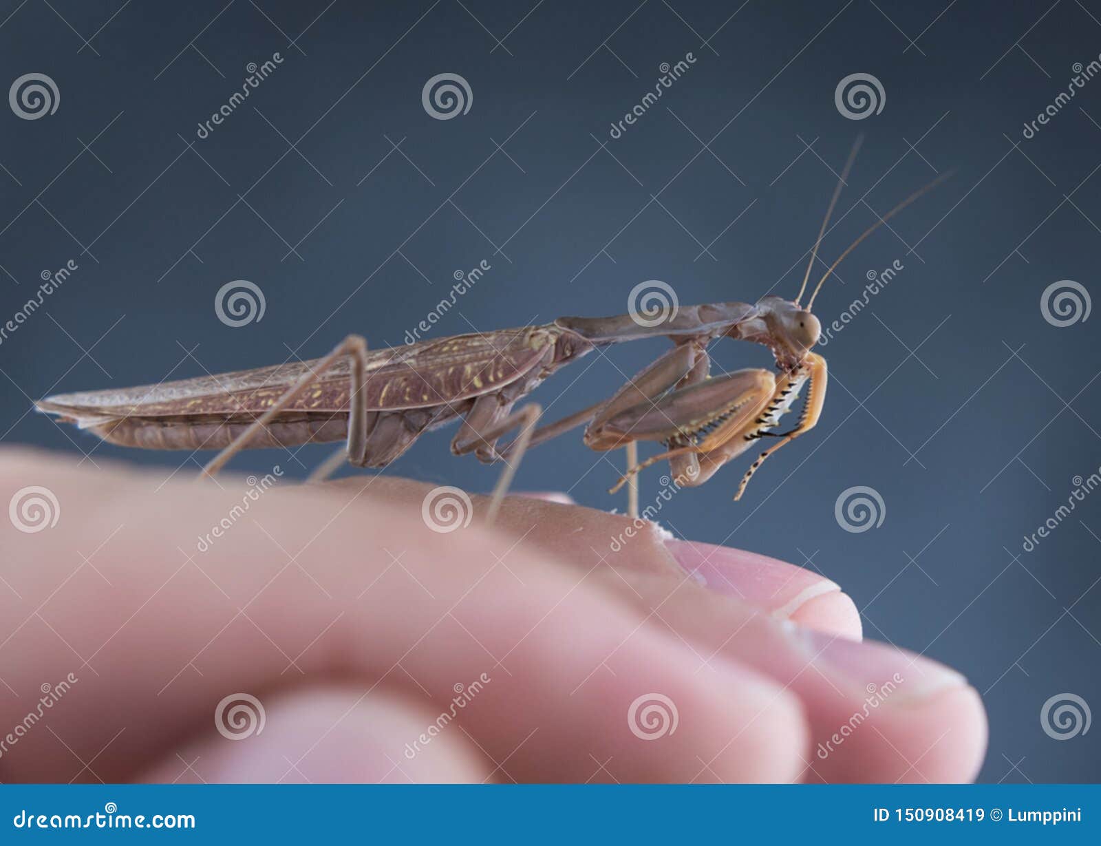 Insect Hunter Attacks. Mantis is a Terrible Monster of Wildlife Stock ...