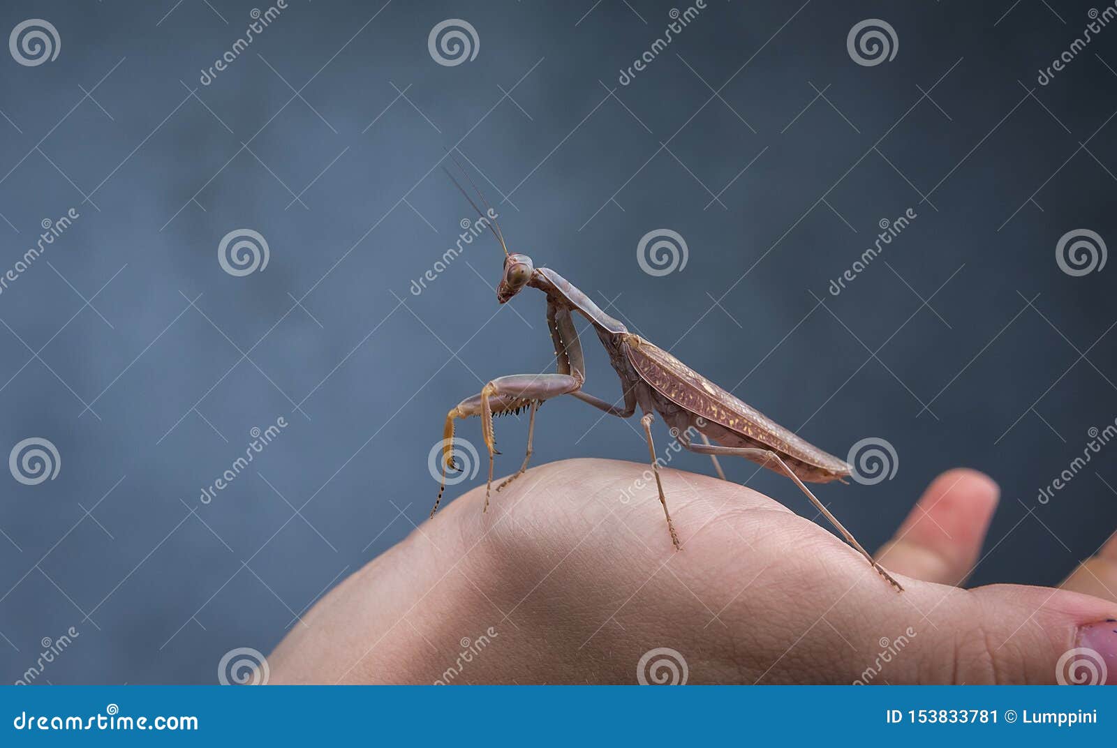 Insect Hunter Attacks. Mantis is a Terrible Monster of Wildlife Stock ...