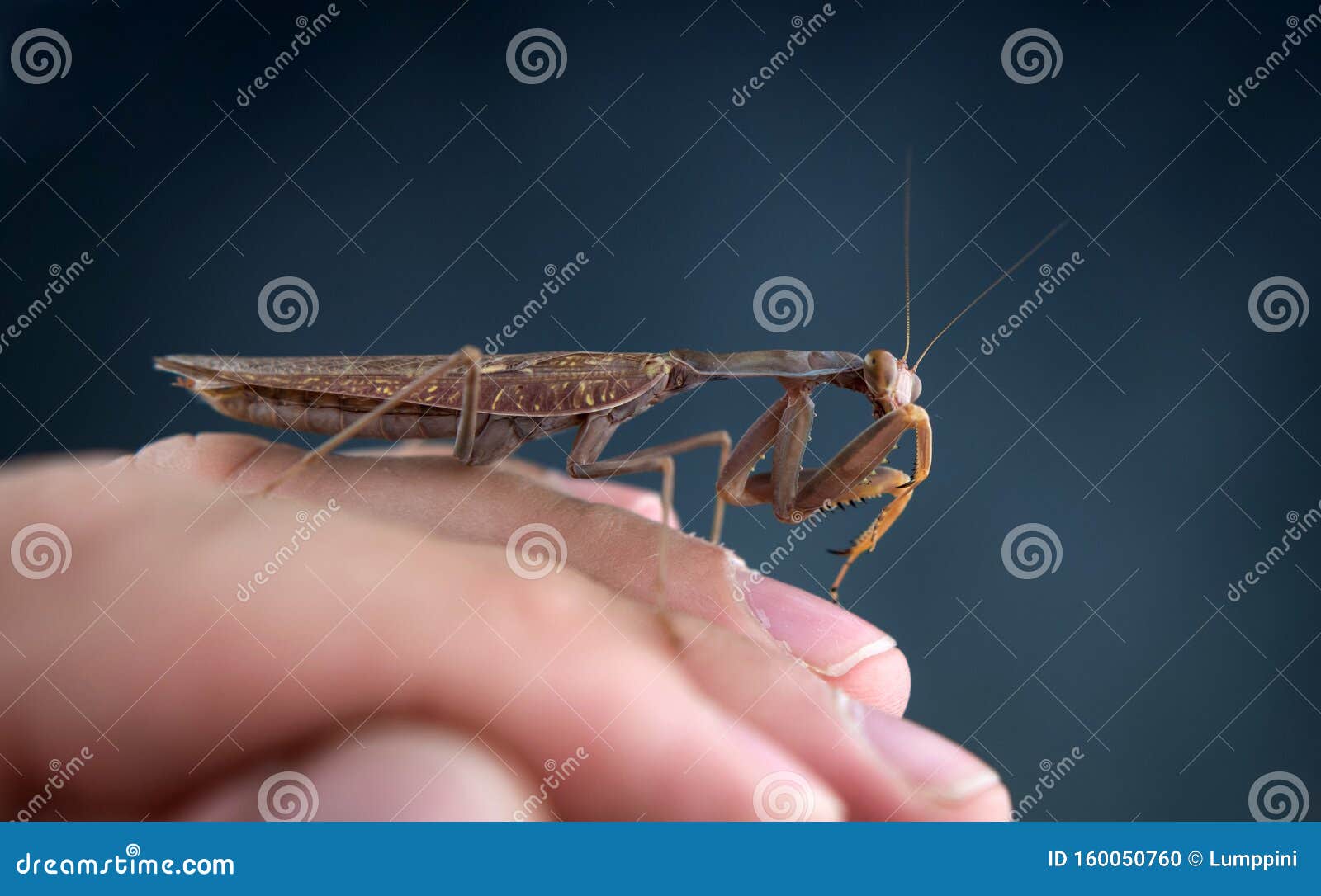 Insect Hunter Attacks. Mantis is a Terrible Monster of Wildlife Stock ...