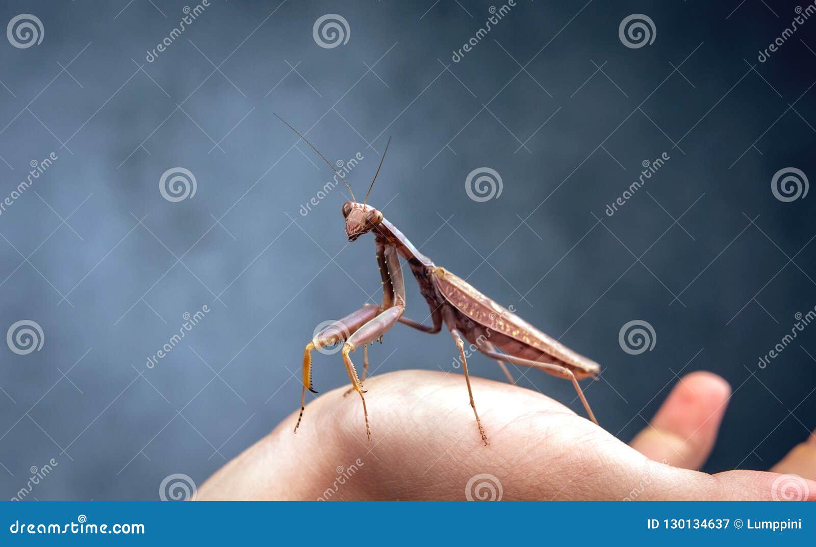 Insect Hunter Attacks. Mantis is a Terrible Monster of Wildlife Stock ...