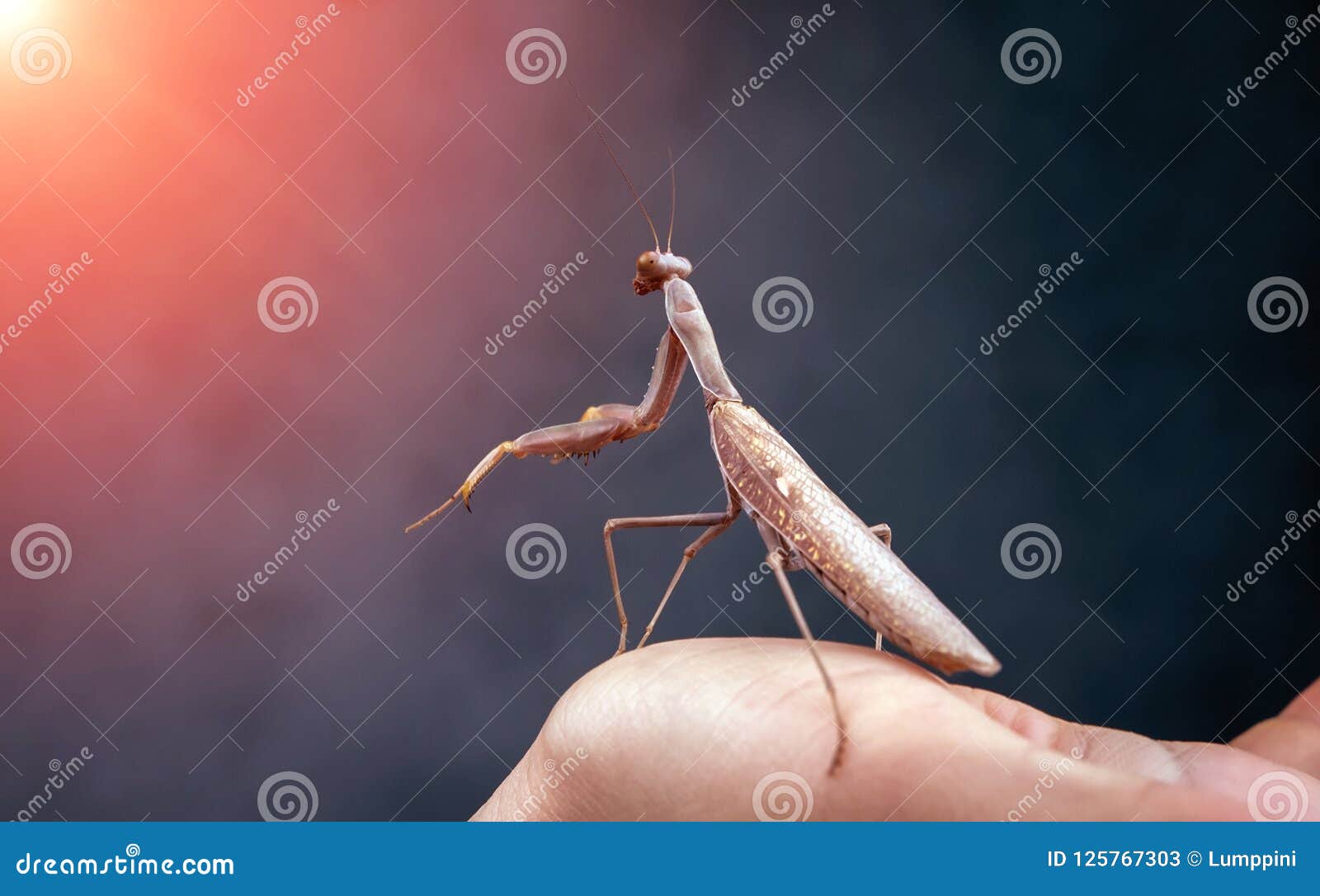 Insect Hunter Attacks at Sunset. Mantis is a Terrible Monster of Stock ...