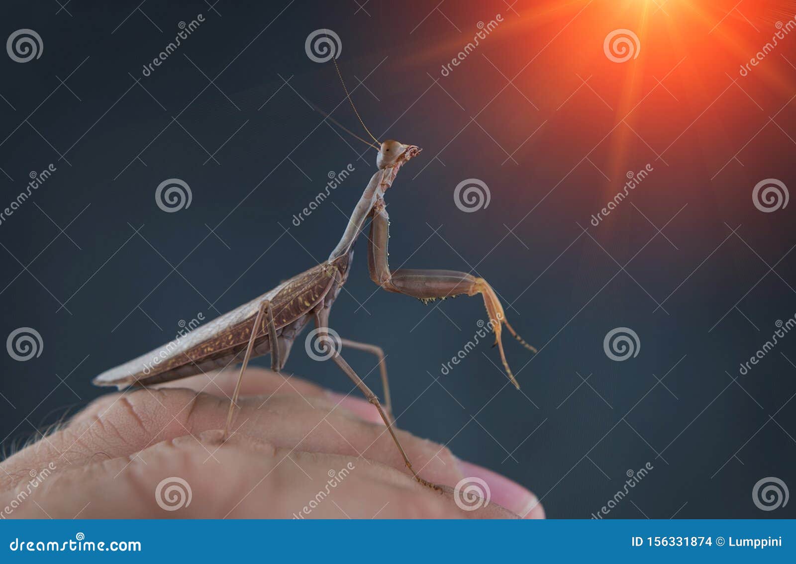 Insect Hunter Attacks at Sunset. Mantis is a Terrible Monster of ...