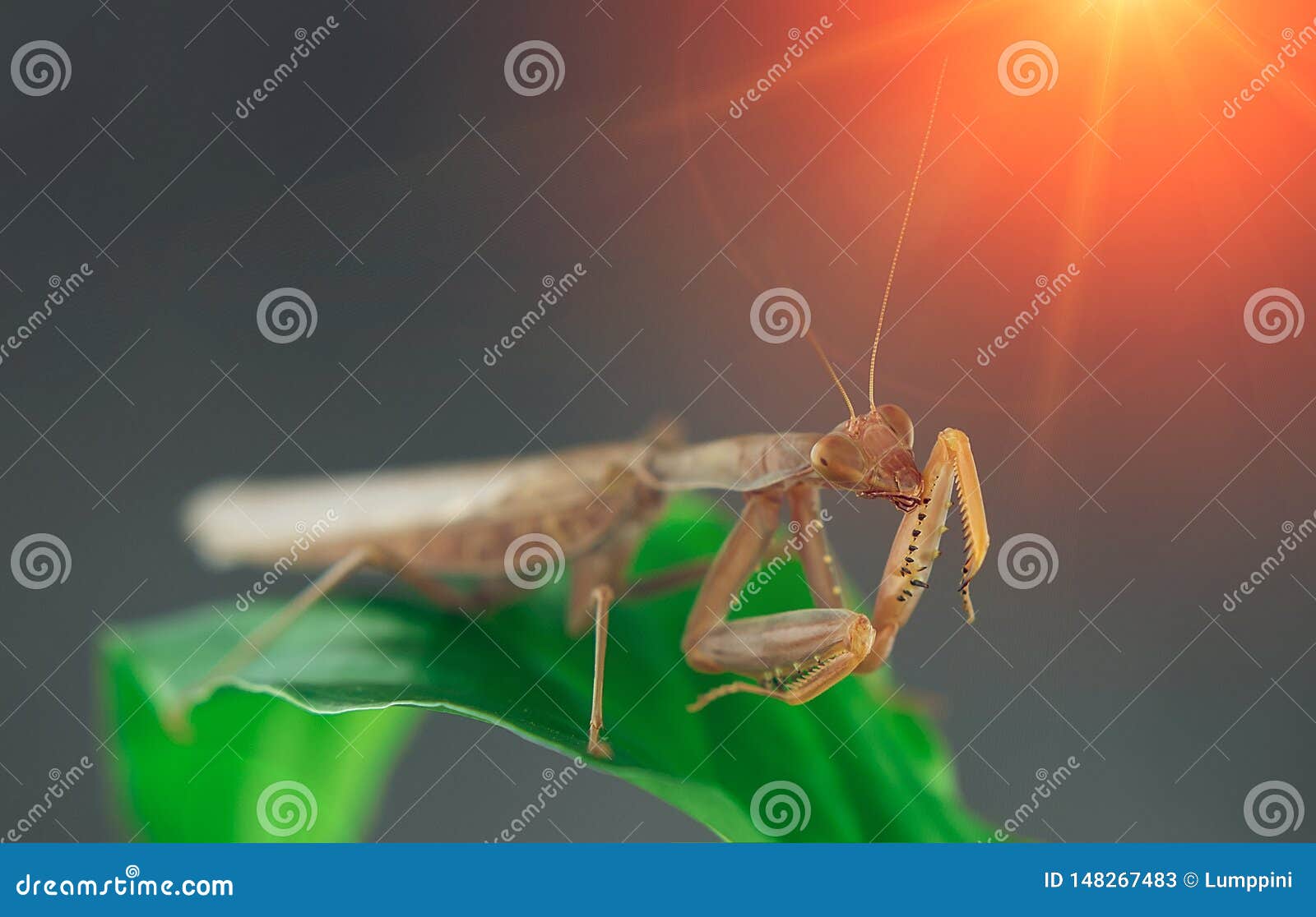 Insect Hunter Attacks at Sunset. Mantis is a Terrible Monster of ...