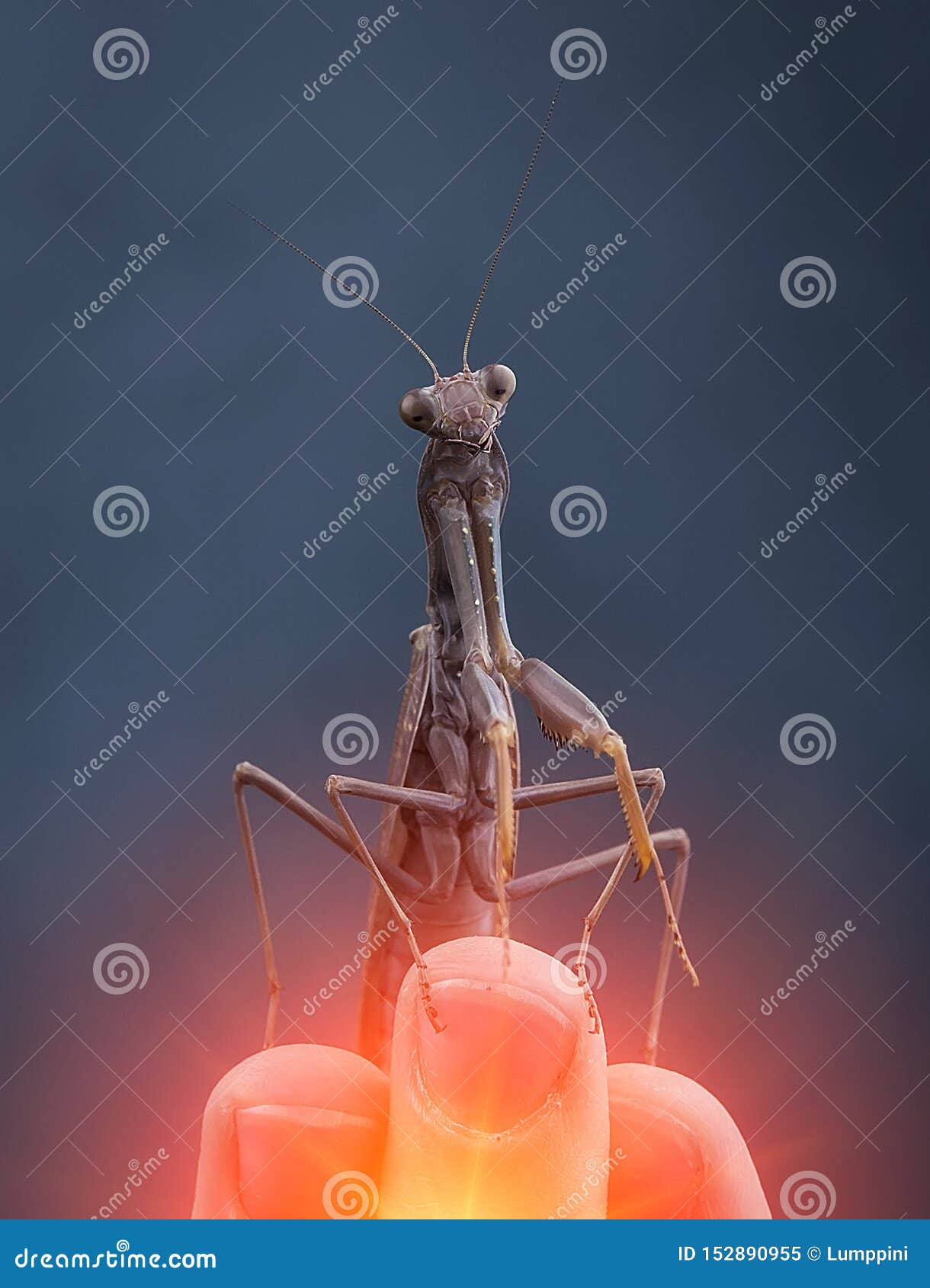 Insect Hunter Attacks at Sunset. Mantis is a Terrible Monster of ...