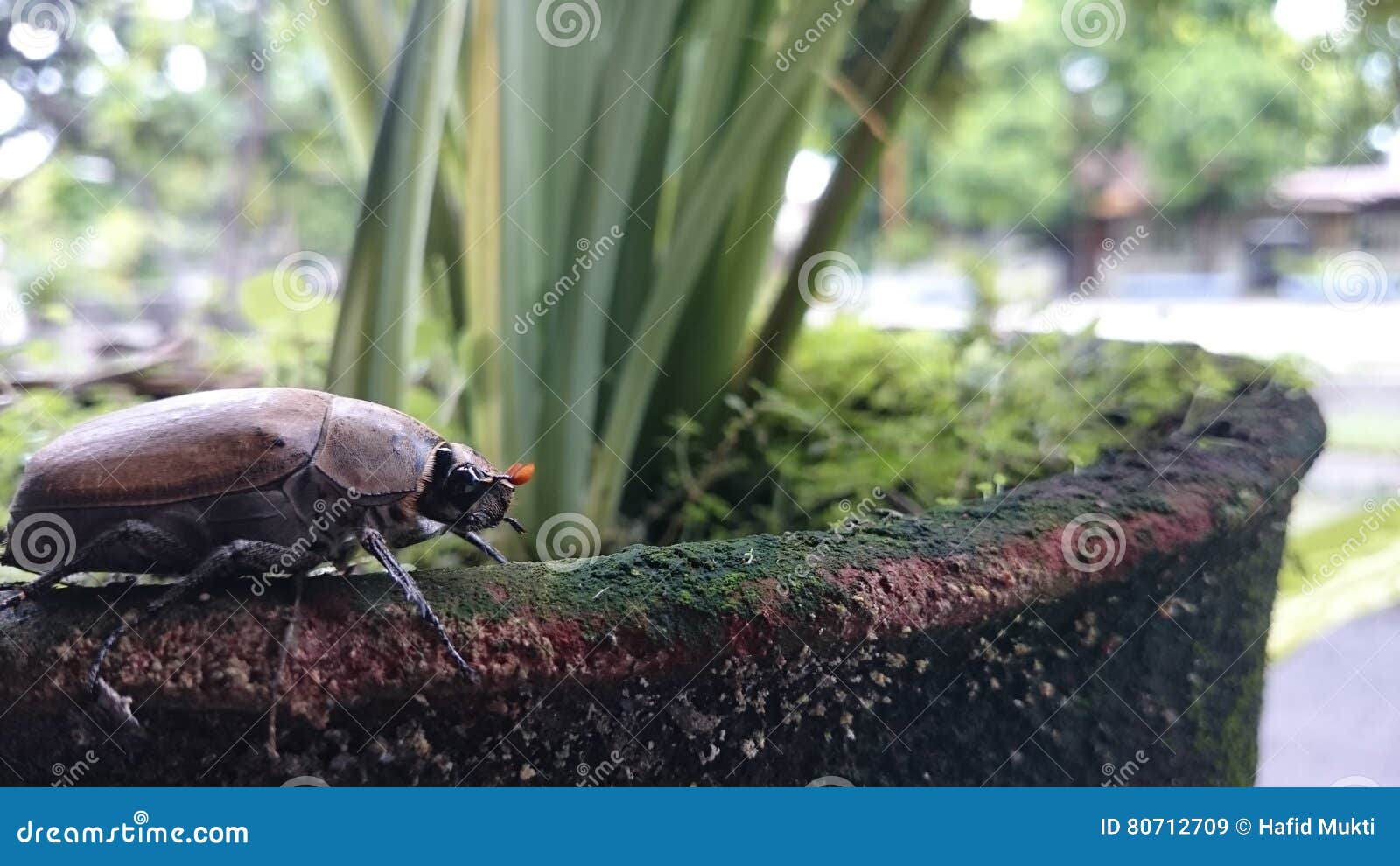 Insect from indonesia stock image. Image of model, indonesia - 80712709