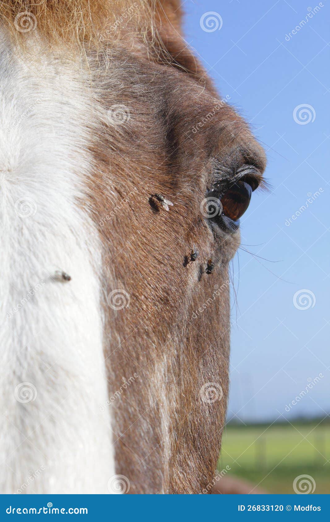 Insect Infestation on Animal Stock Photo - Image of animal, moisture ...