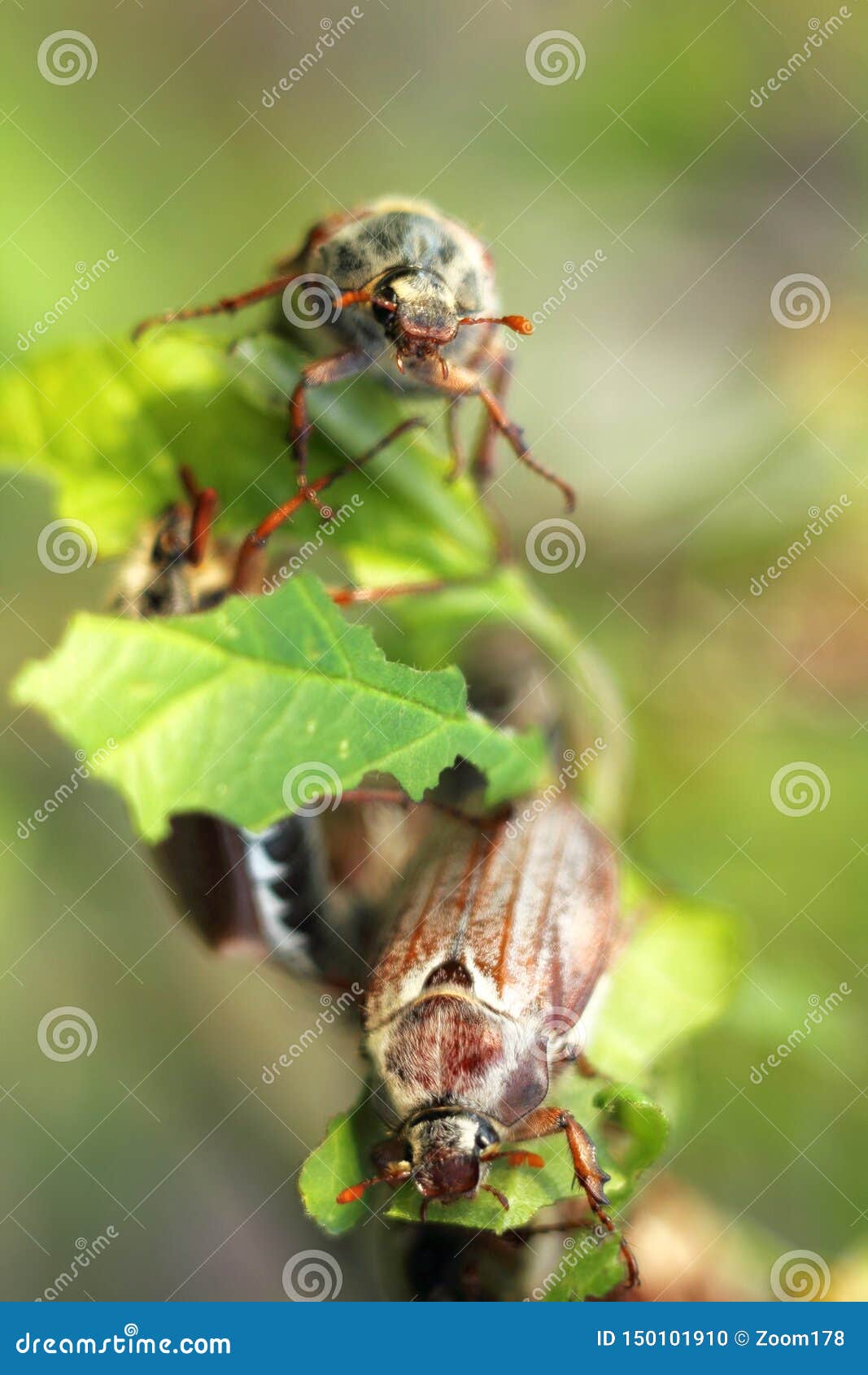 Insect infestation stock photo. Image of nature, environment - 150101910