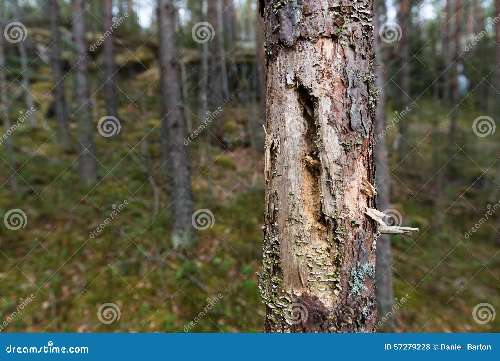Insect-infested tree trunk stock photo. Image of europe - 57279228