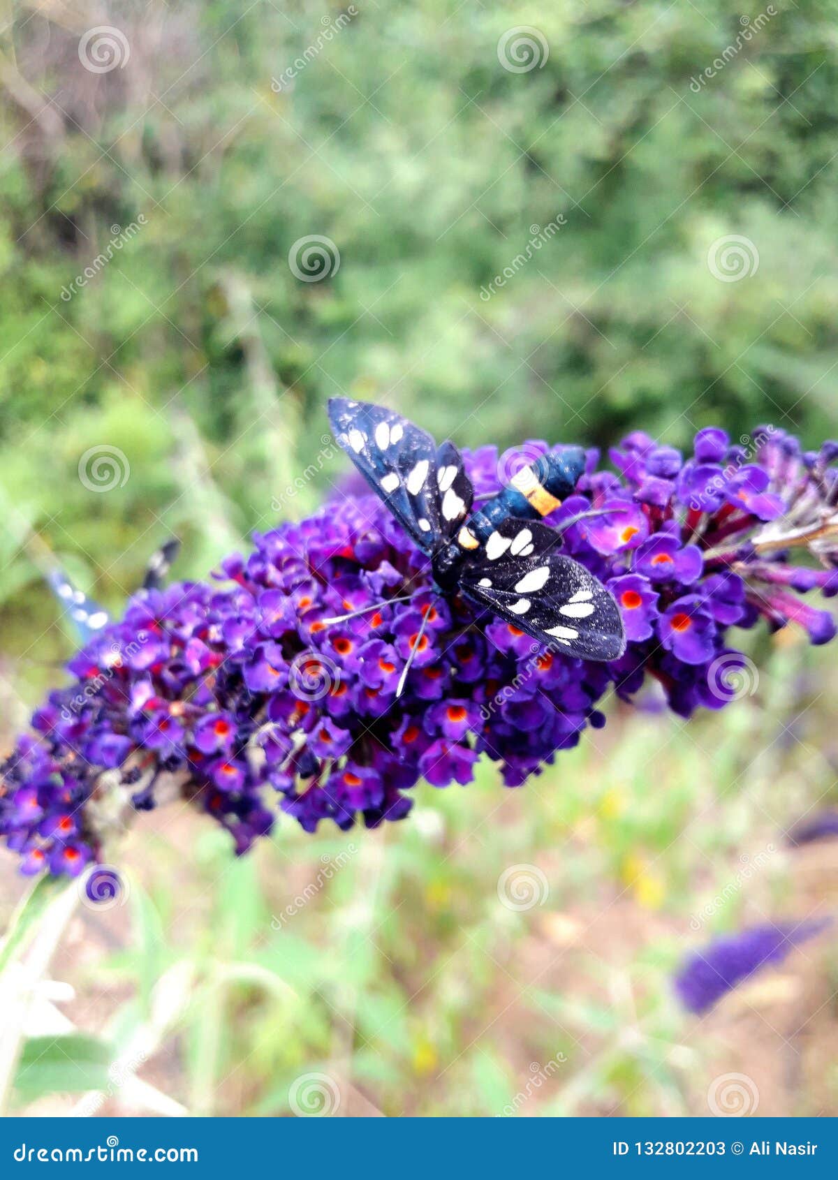 Insect stock image. Image of violet, animal, insect - 132802203