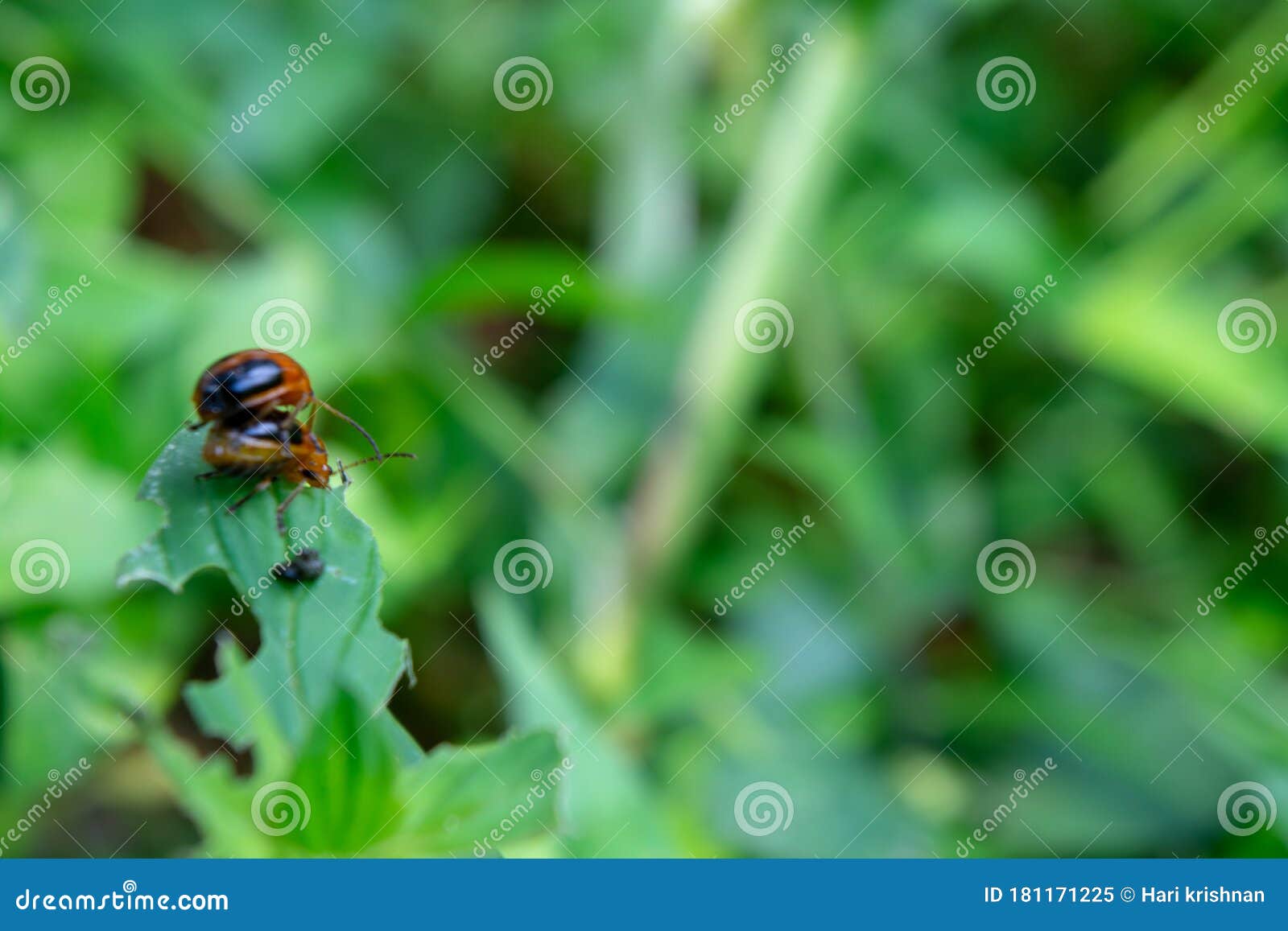 Insect stock image. Image of honeybee, plant, invertebrate - 181171225