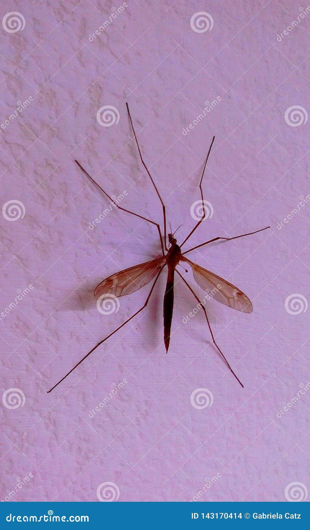 Insect stock photo. Image of closeup, abstract, invertebrate - 143170414