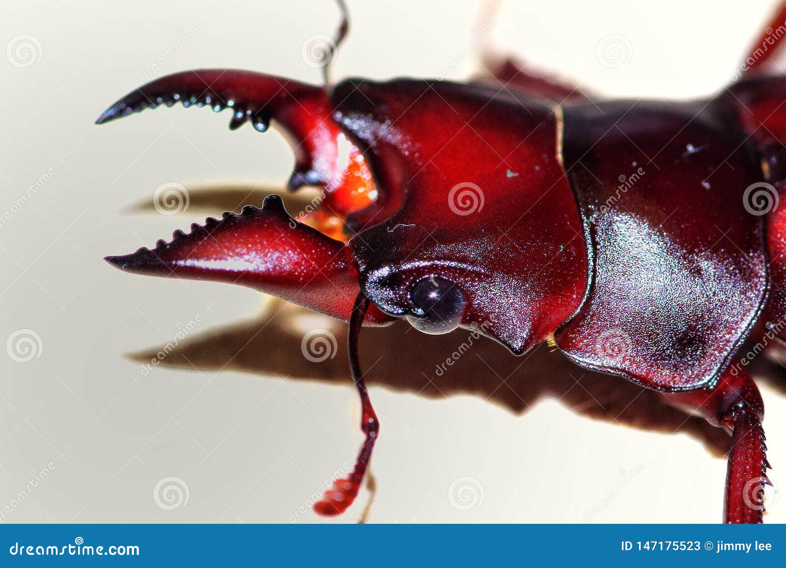 Insect stock image. Image of carapace, green, macro - 147175523