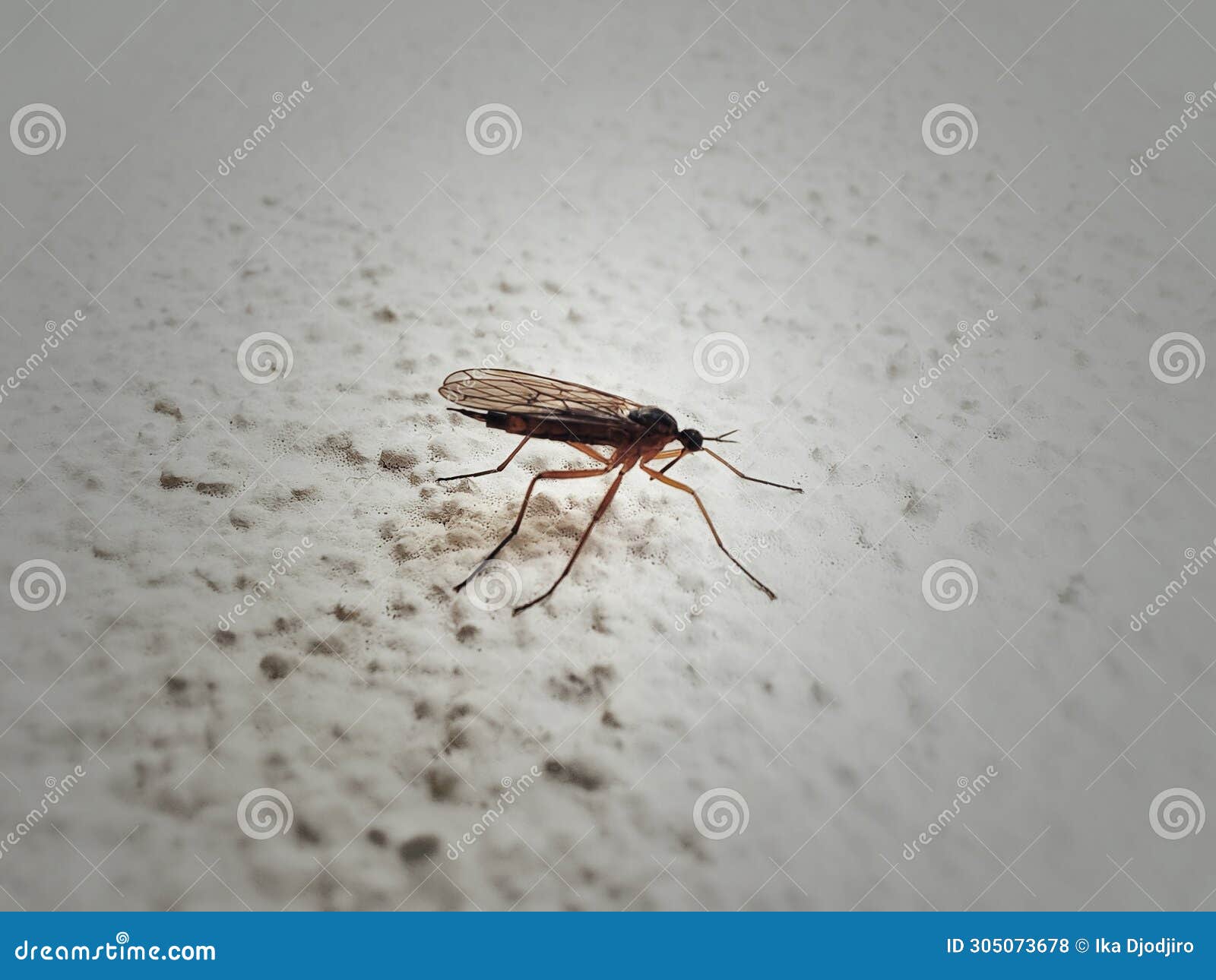 Insect stock photo. Image of insect, flies, midge, insects - 305073678
