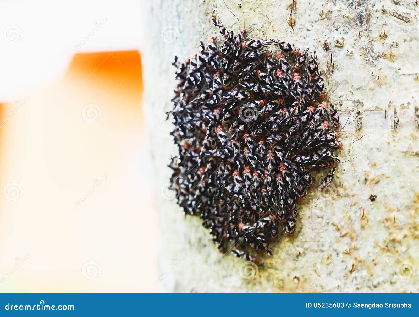 Insect stock image. Image of black, pest, banded, brown - 85235603