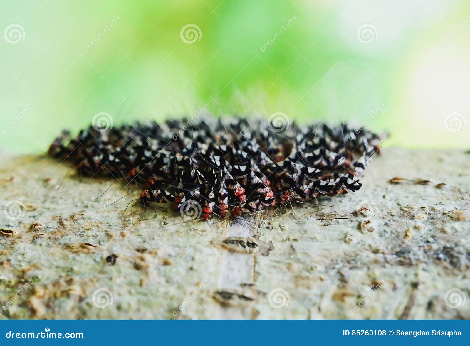 Insect stock photo. Image of large, abstract, bunch, bugs - 85260108