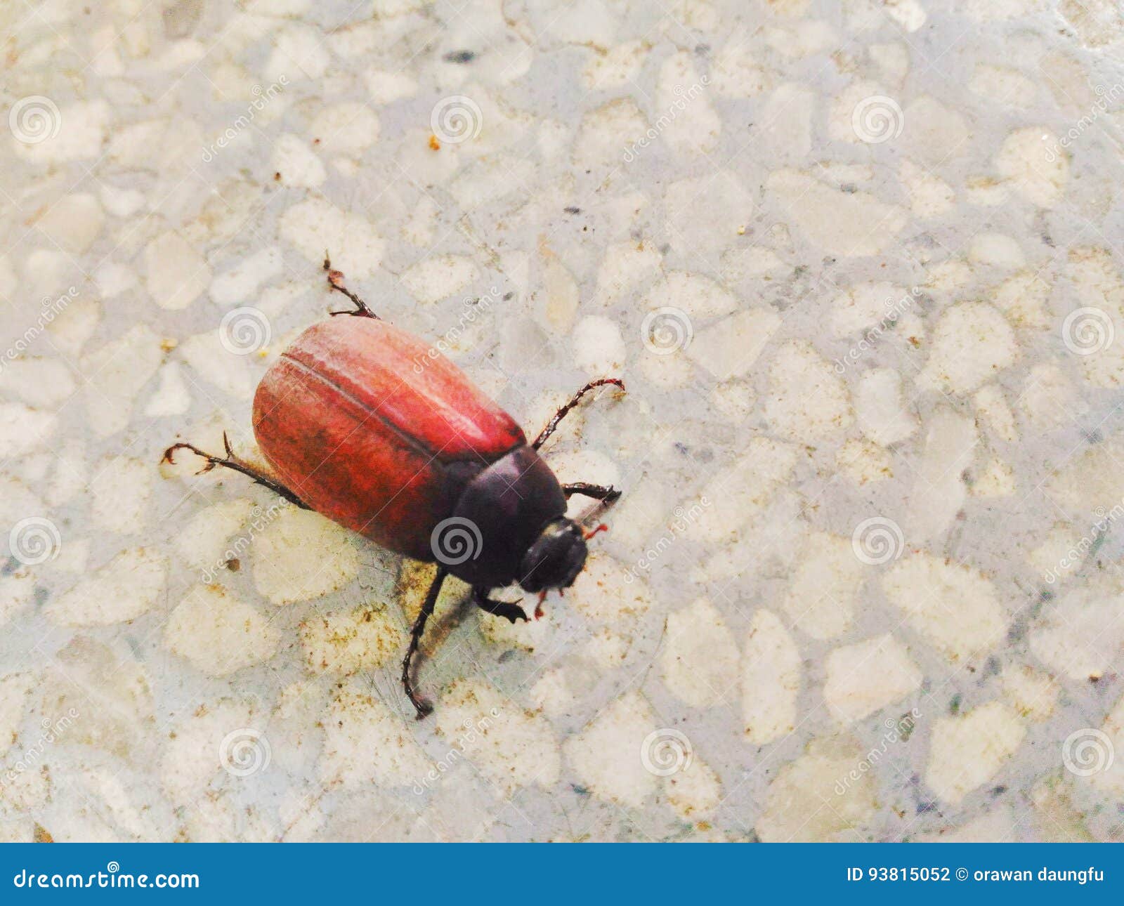 Chitinous Stock Photos - Royalty Free Images