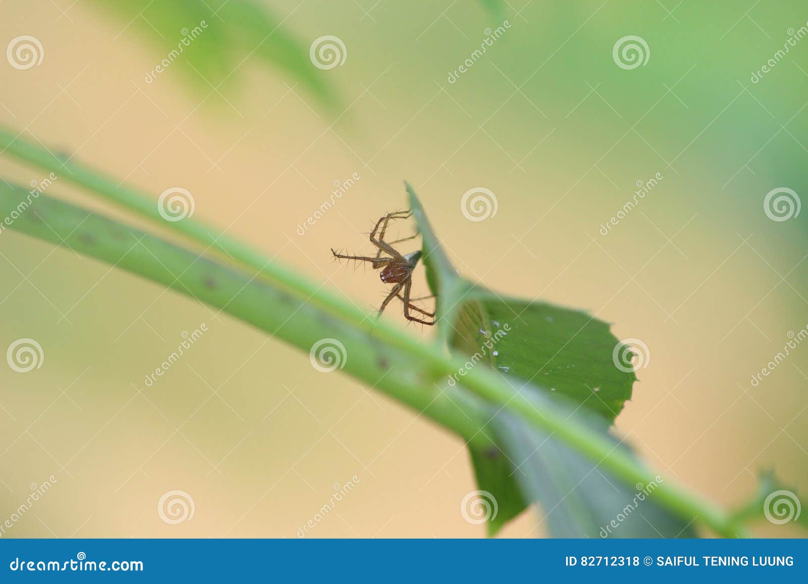Insect stock photo. Image of hiding, leaves, insect, insects - 82712318