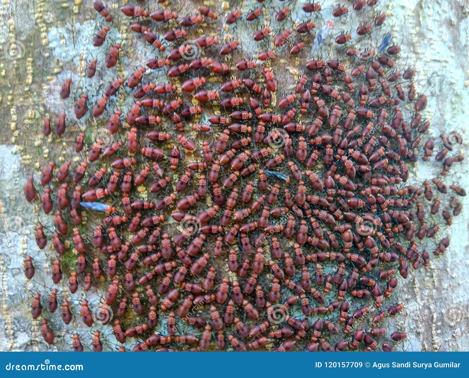 Insect stock image. Image of tree, insects, insect - 120157709