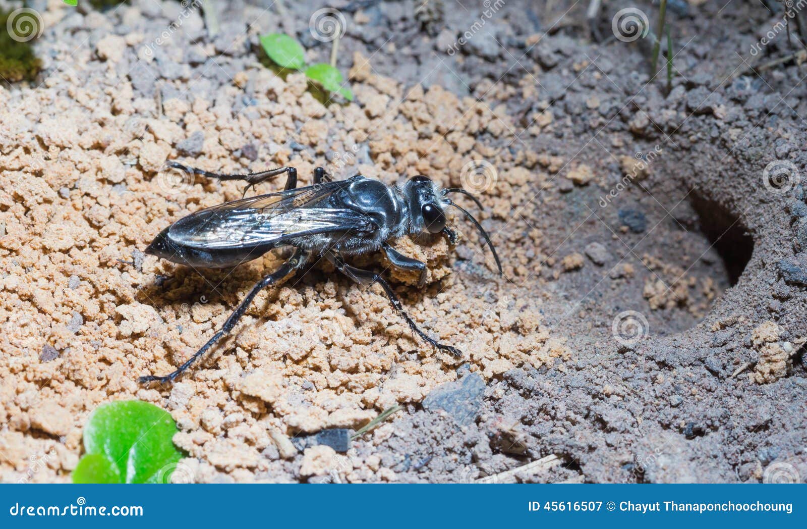 Insect Stock Photo - Image: 45616507