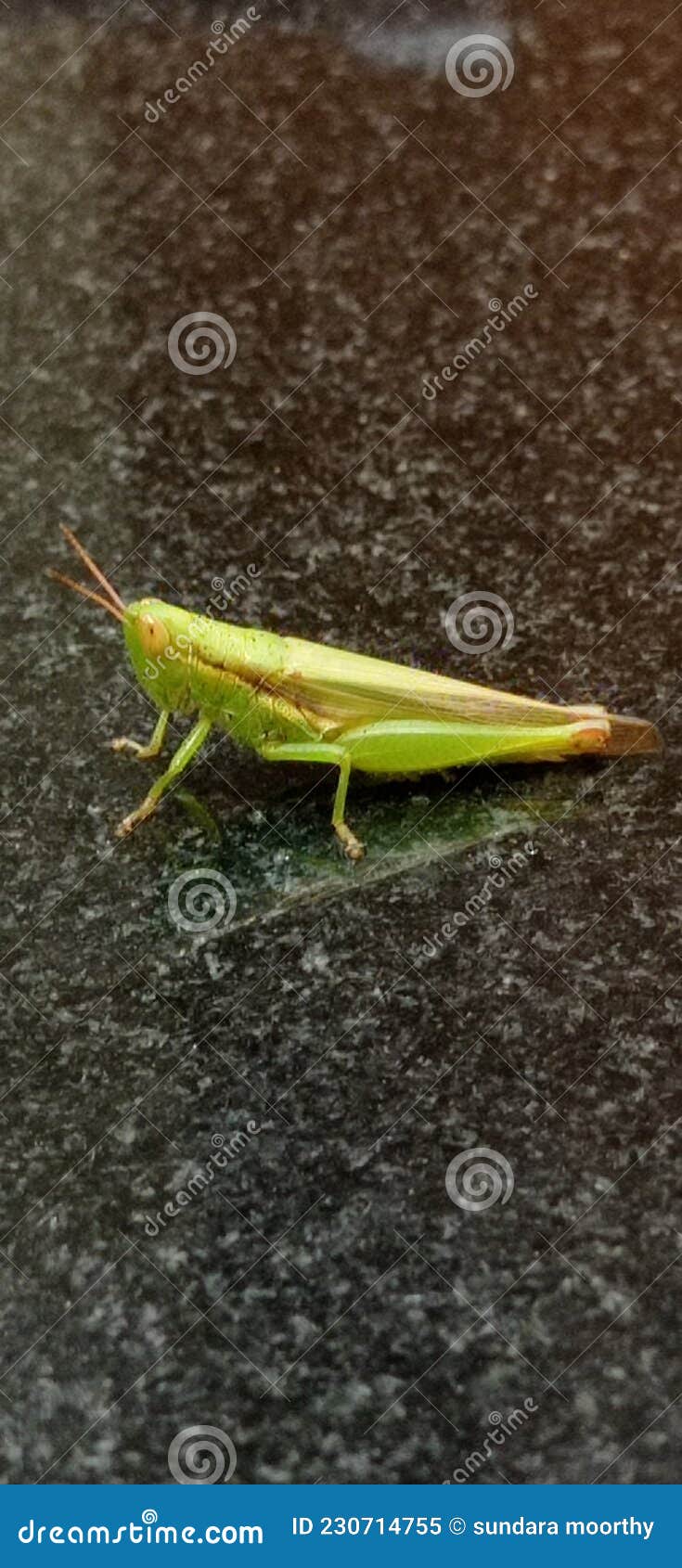 The Insect Inside My House Beautiful View Stock Image - Image of view ...