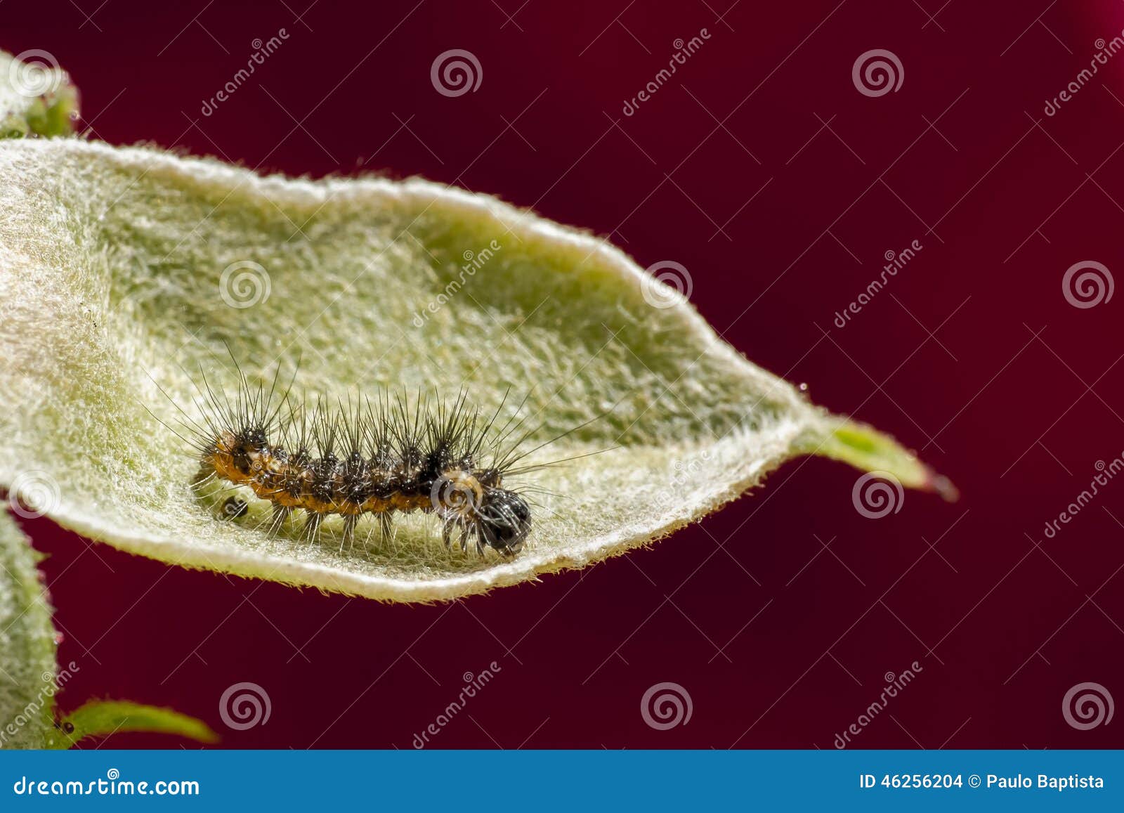 Insect in Installatie (Geleedpotigen) Stock Foto - Image of klein ...