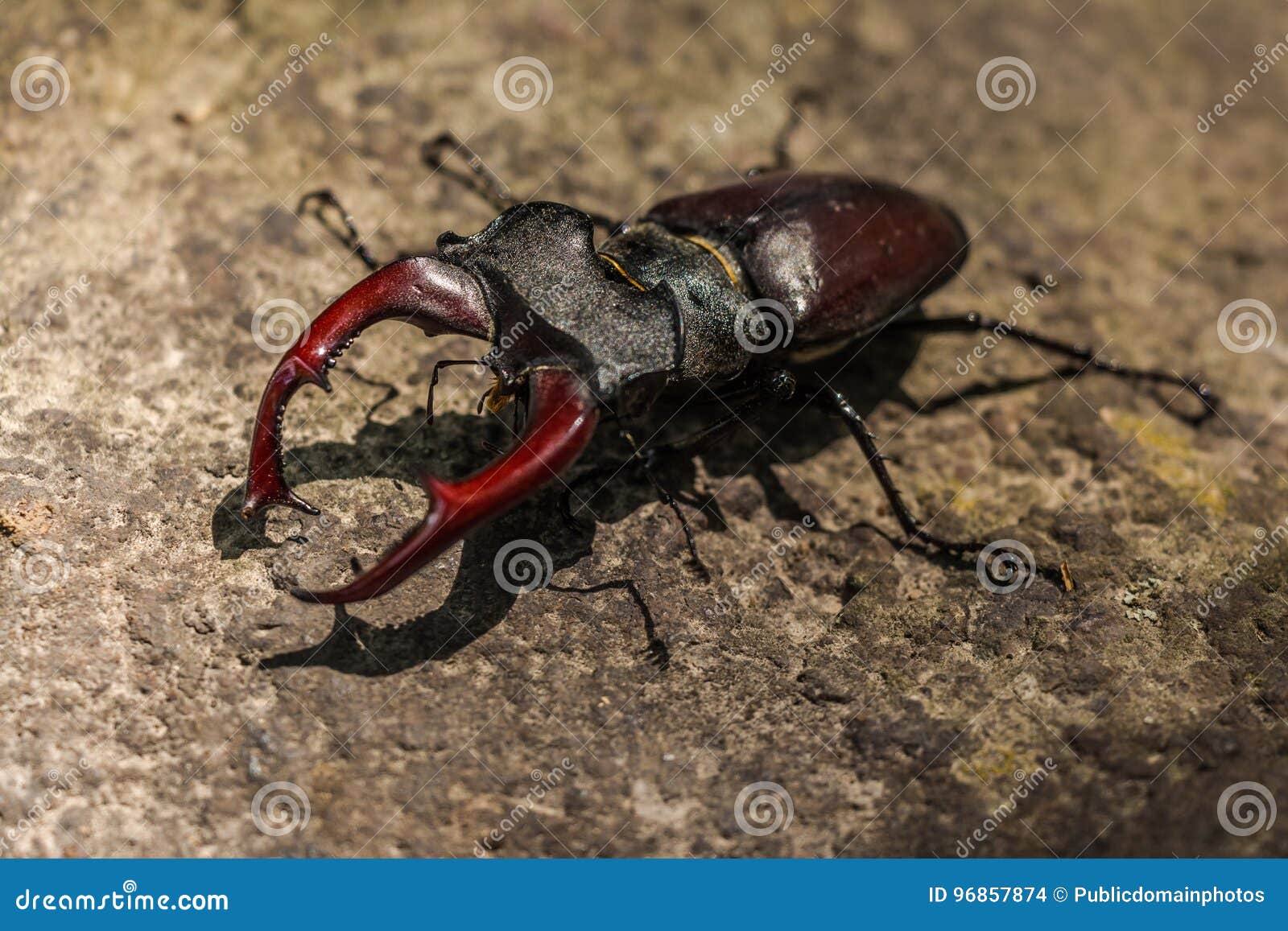 Insect, Invertebrate, Beetle, Arthropod Picture. Image: 96857874