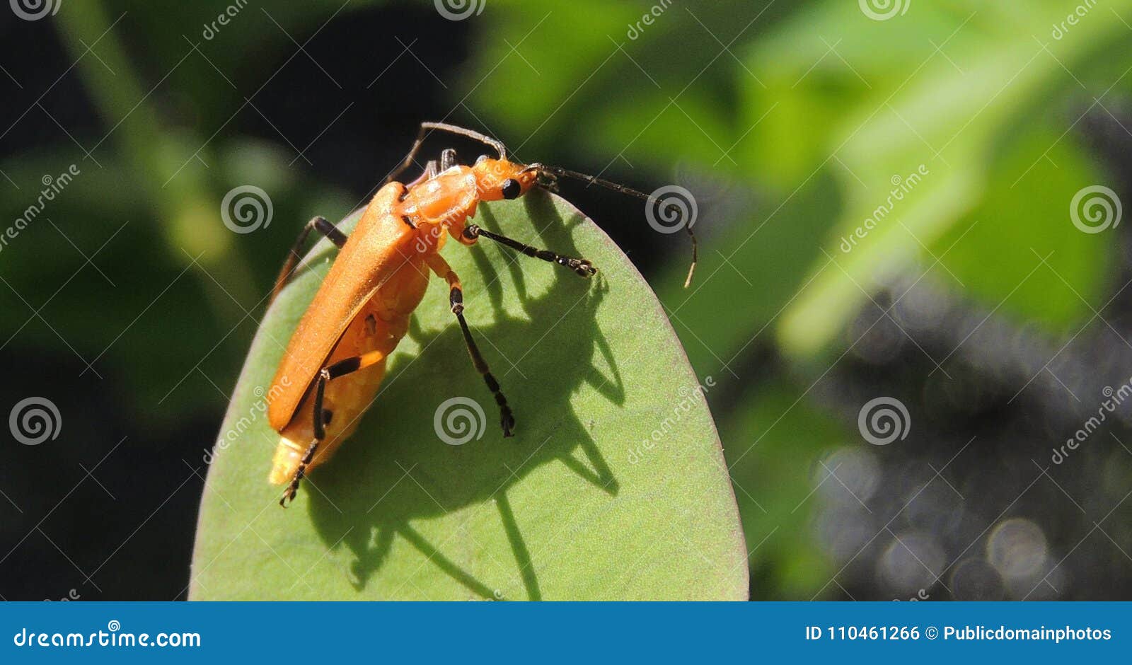 Insect, Invertebrate, Pest, Membrane Winged Insect Picture. Image ...