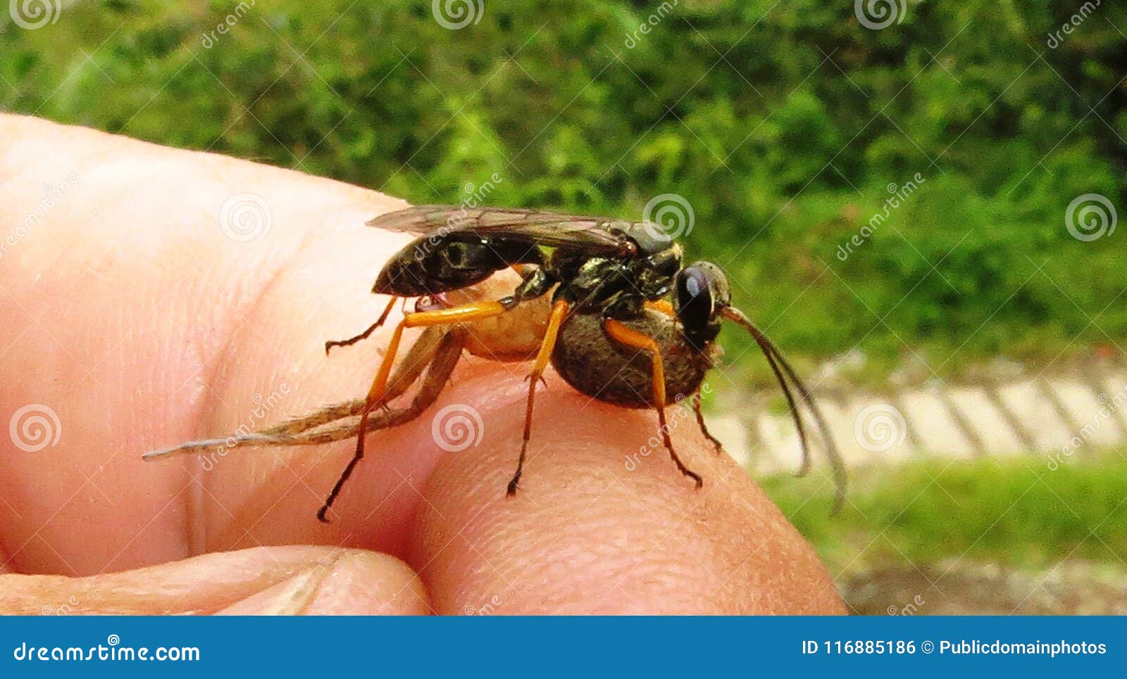 Insect, Invertebrate, Pest, Membrane Winged Insect Picture. Image ...