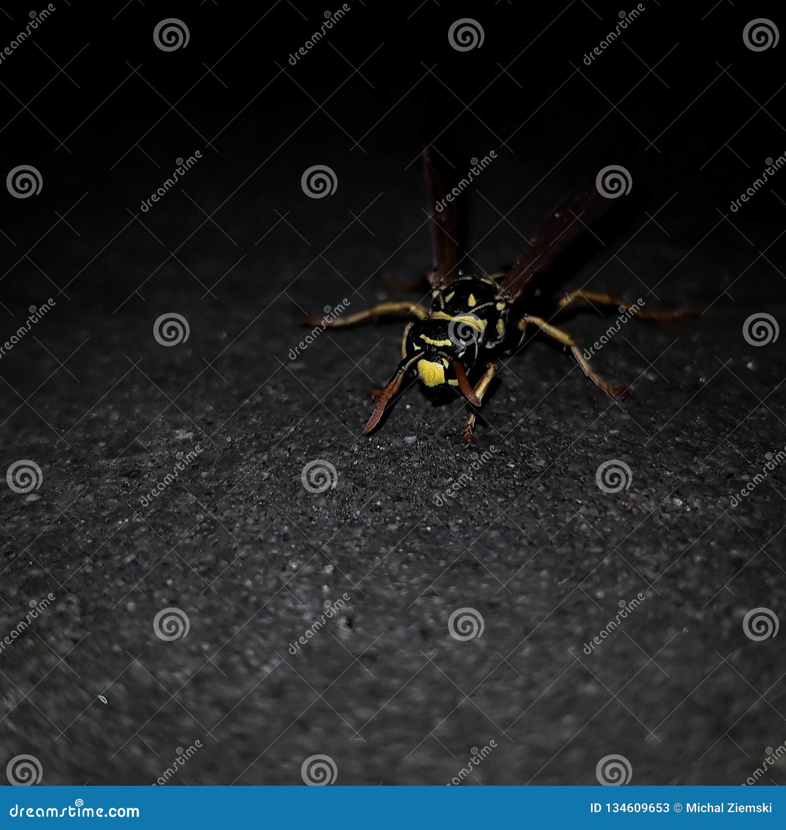 Wasp closeup at night stock image. Image of macro, insect - 134609653