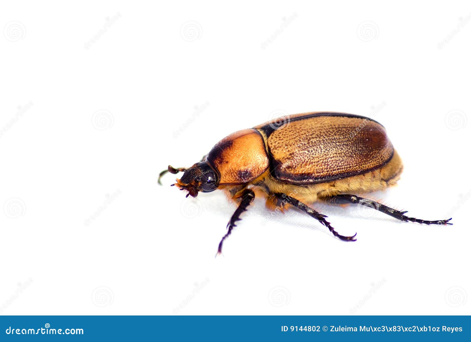 Insect isolated on white stock photo. Image of side, insect - 9144802