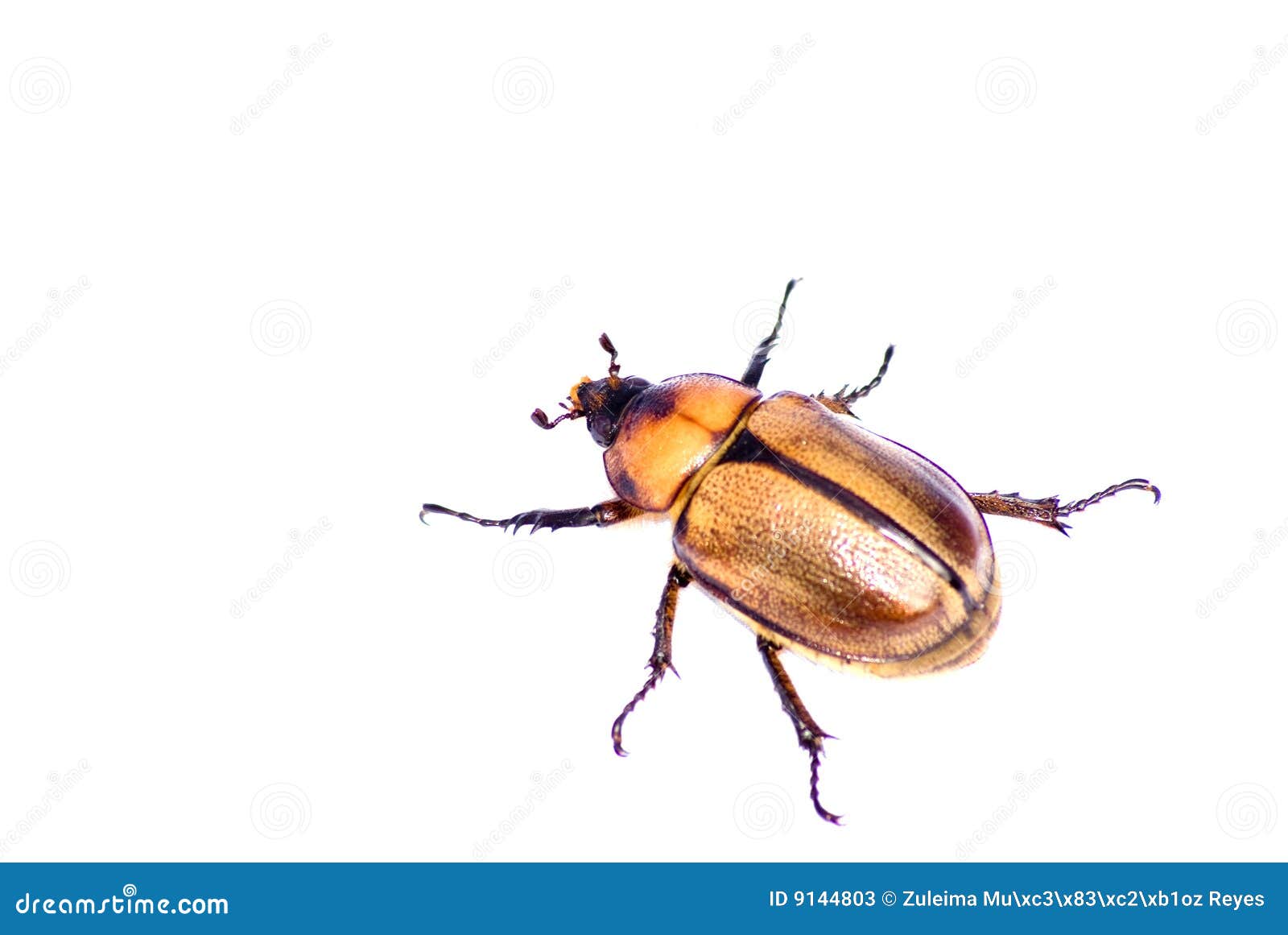 2,705 Exoskeleton White Background Stock Photos - Free & Royalty-Free ...