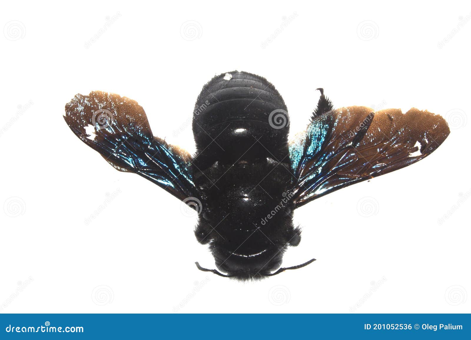 Insect Isolated on White Background Stock Photo - Image of macro ...