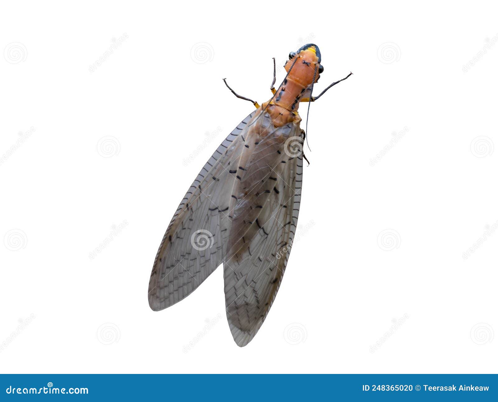 Insect Isolated on White. Close-up of Natural Insects Stock Photo ...