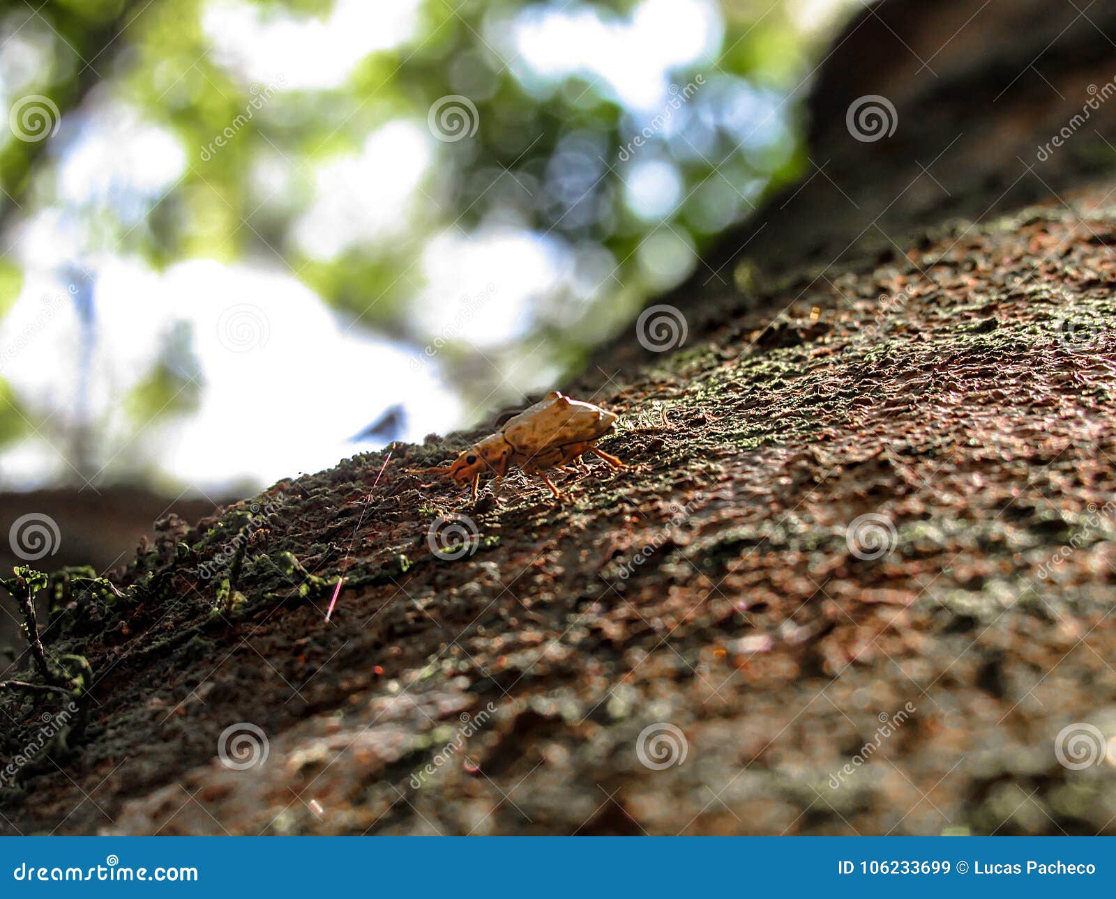 Insect, with Its Back Resembling a Shell, on a Tree Stock Image - Image ...