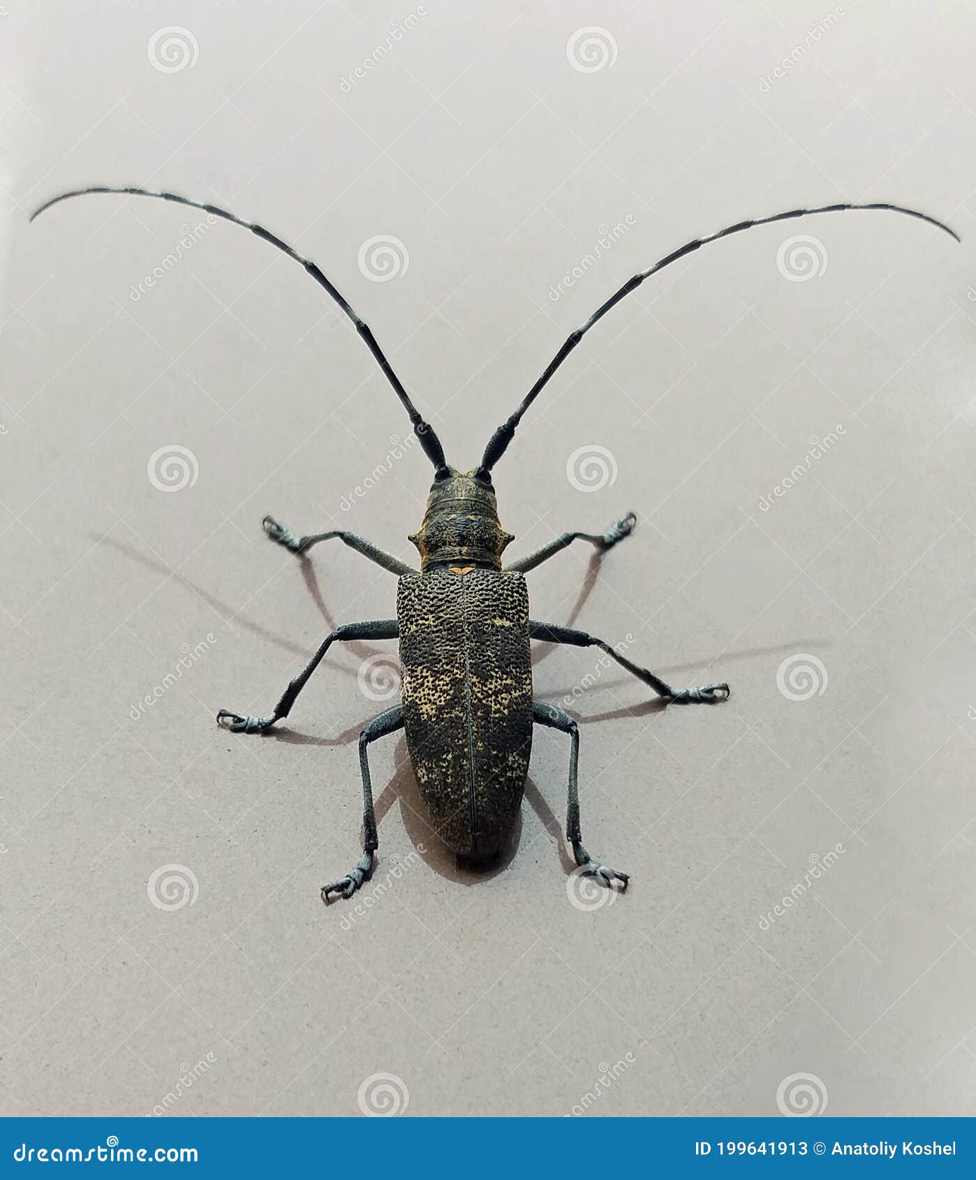 An Insect and Its Shadow on a Flat Light Surface. Horizontal Shot Close ...
