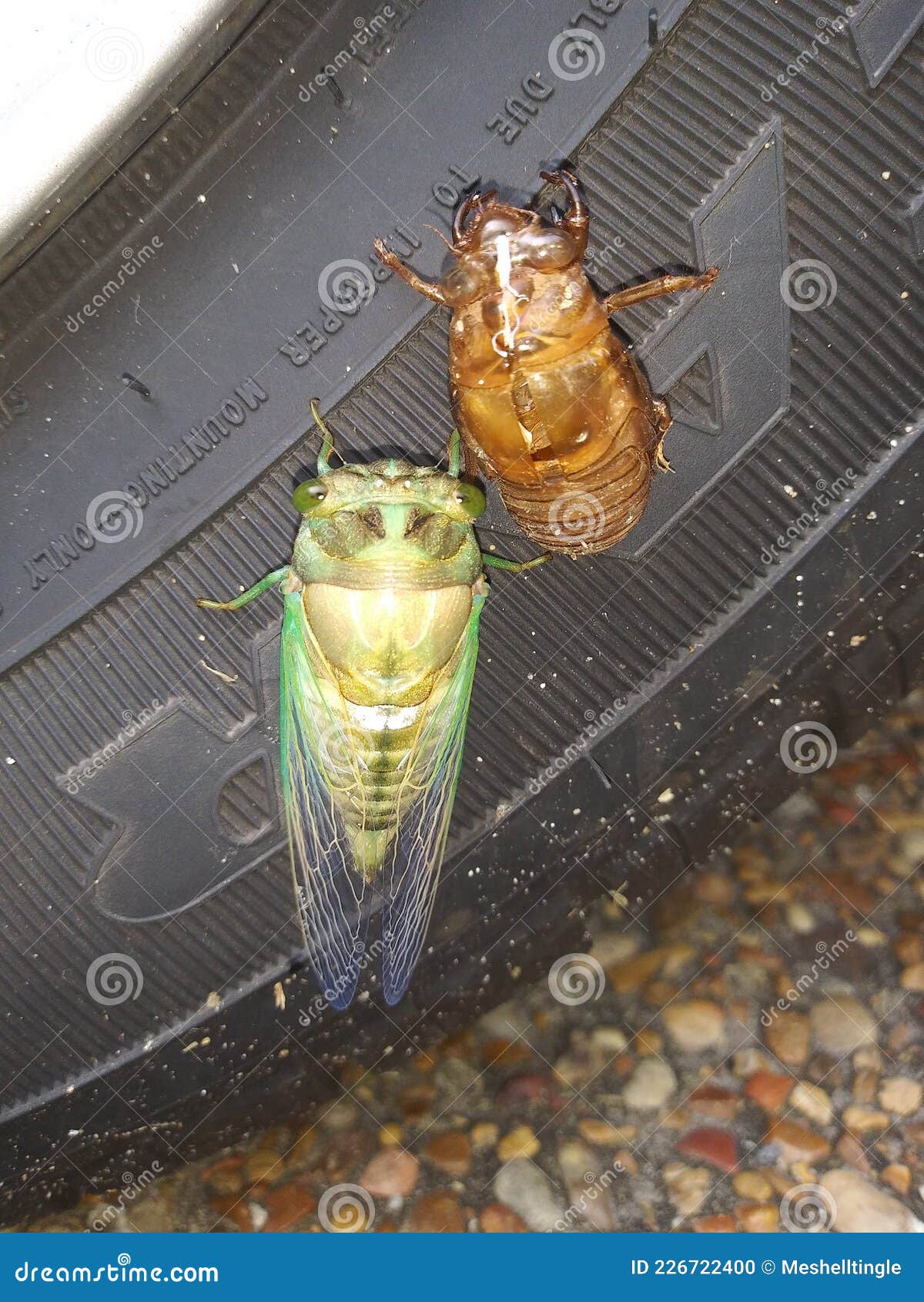 Insect and its shell stock photo. Image of arthropod - 226722400