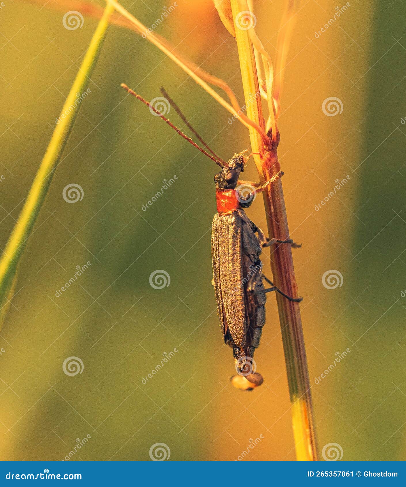Insect stock image. Image of grass, insect, black, summer - 265357061