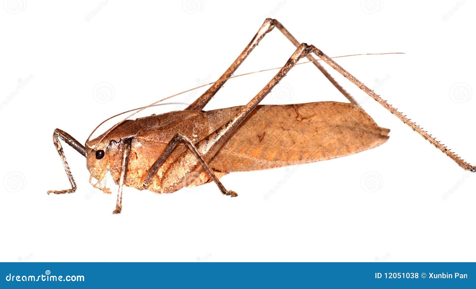 Insect katydid stock photo. Image of arthropod, forest - 12051038