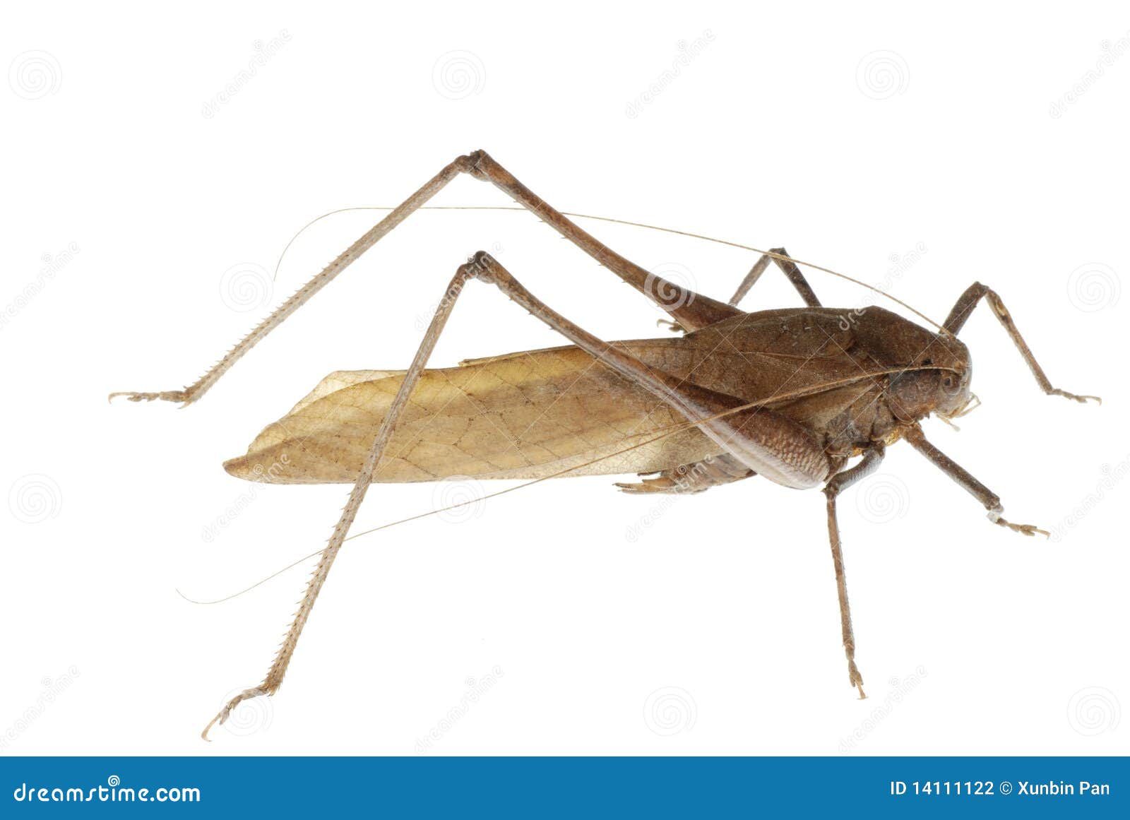 Insect katydid stock photo. Image of isolated, grasshopper - 14111122