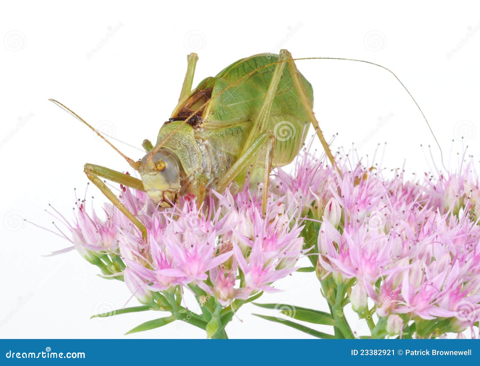 Insect, Katydid stock image. Image of isolated, cicada - 23382921