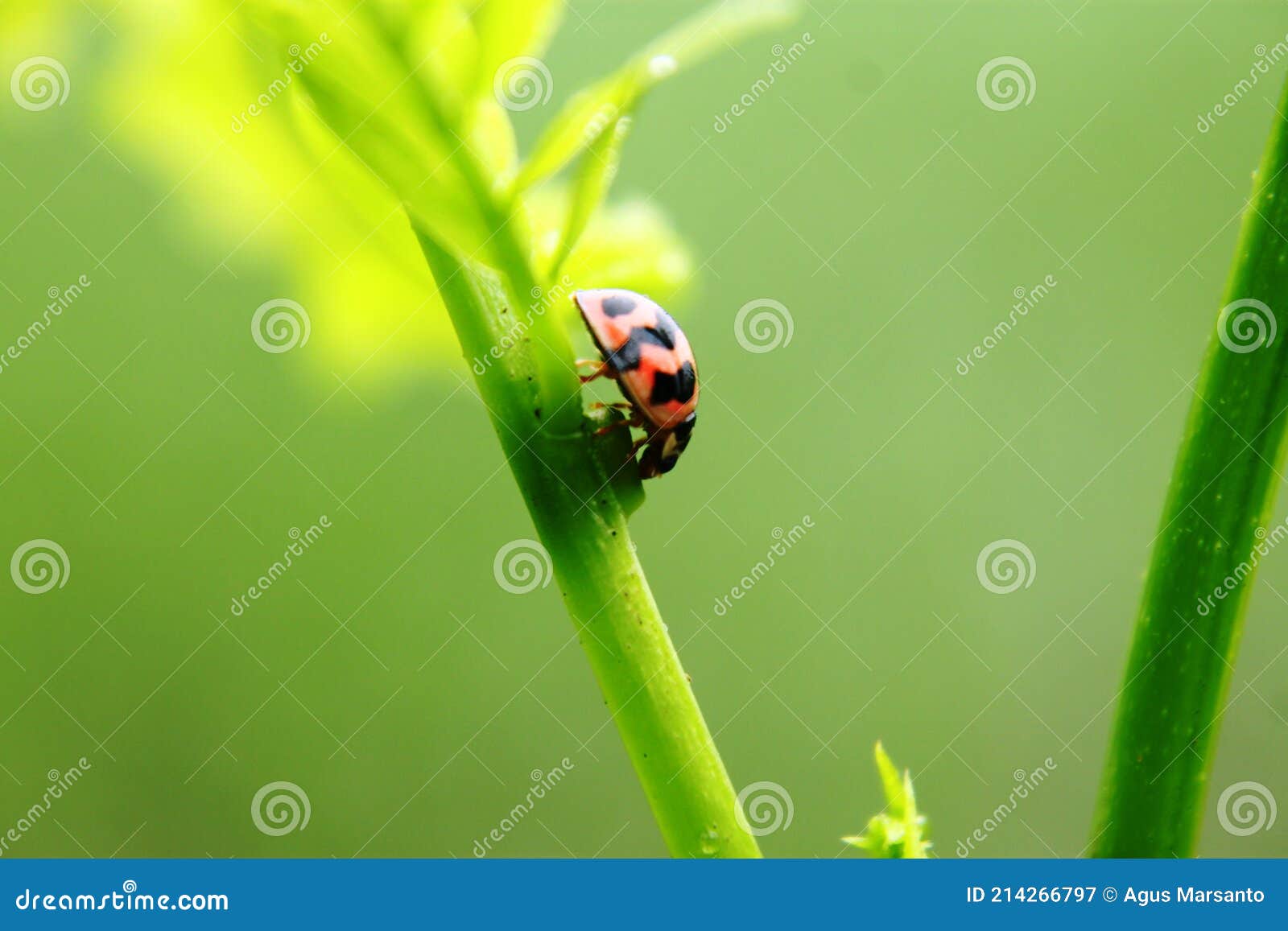 Kepik Stock Photos - Free & Royalty-Free Stock Photos from Dreamstime